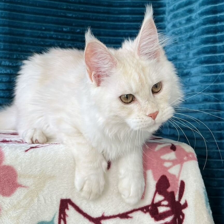 Котенок Мейн-кун