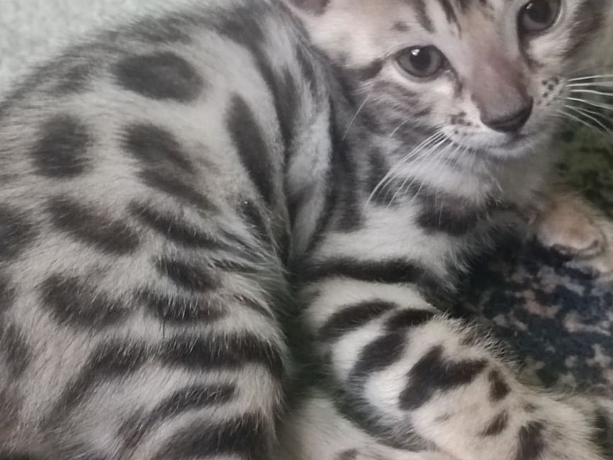 Бенгальские котята