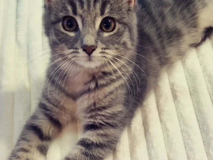 Котенок ищет Дом