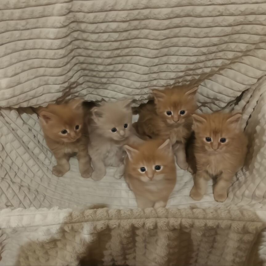 Мейн-кун котёнок