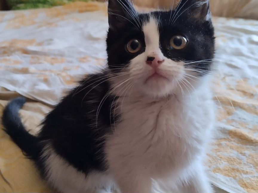 Котятам очень нужен дом