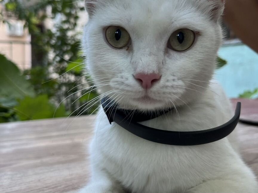 Кошка в добрые руки