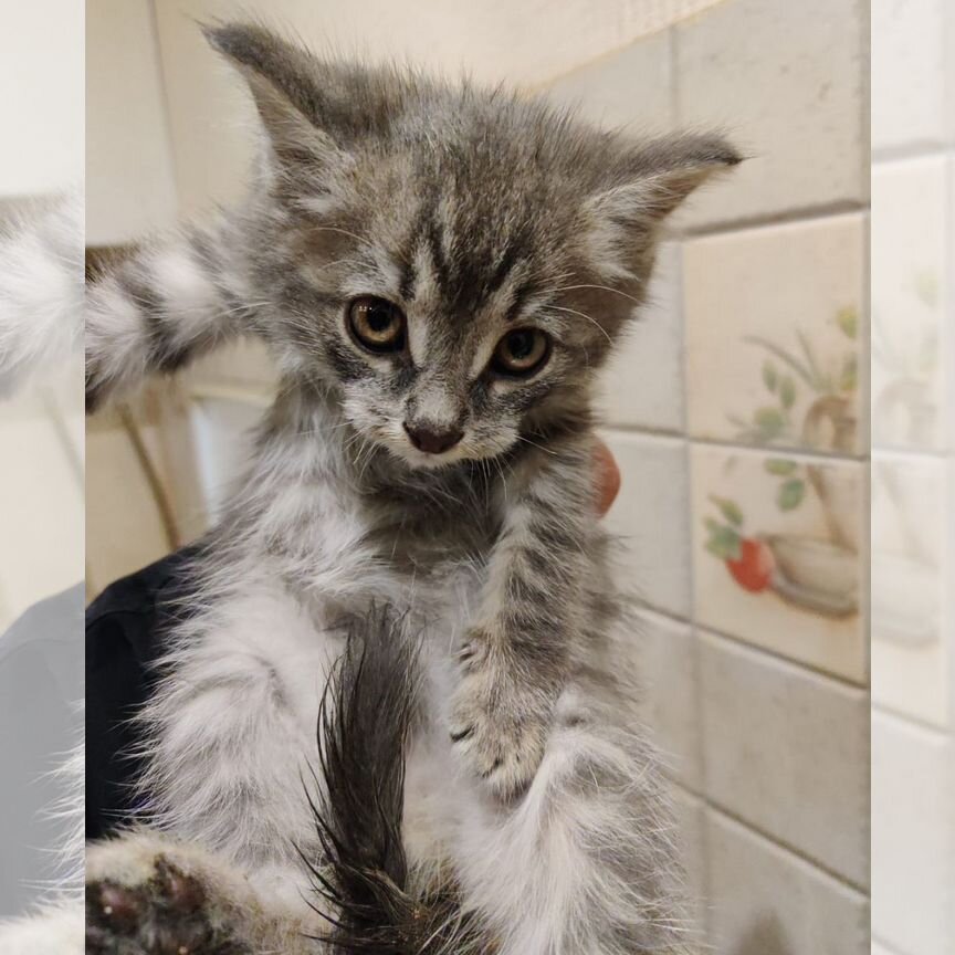 Котенок мальчик 1,5 месяца