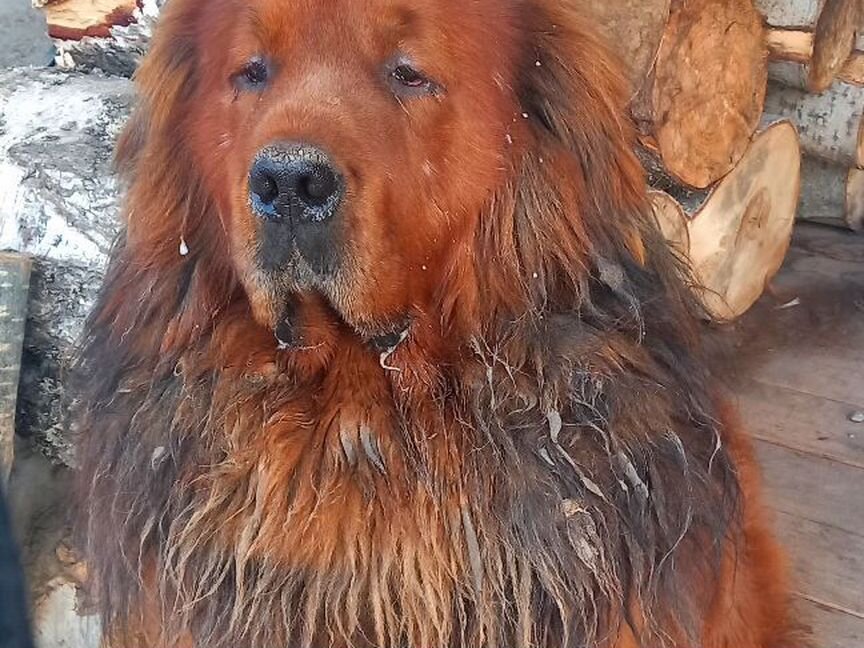 Тибетский мастиф