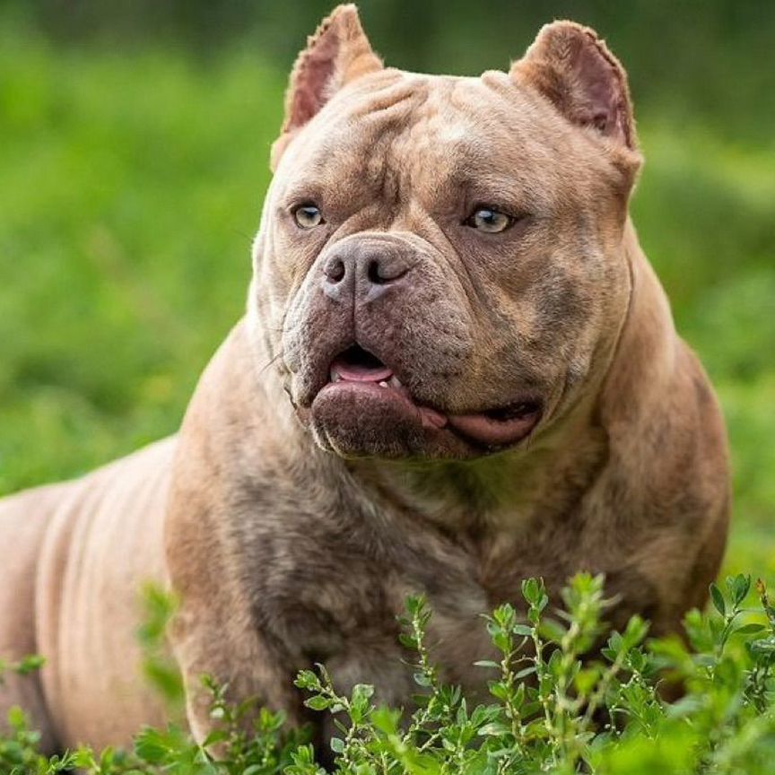 Американский булли - годовалая девочка