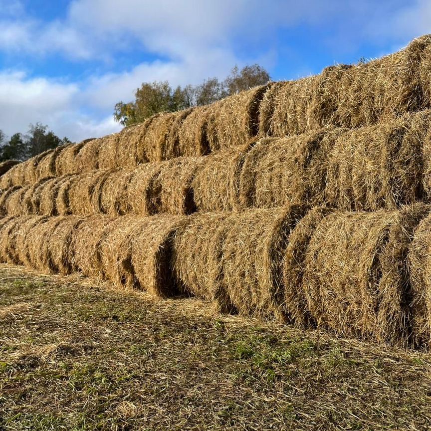 Сено в тюках