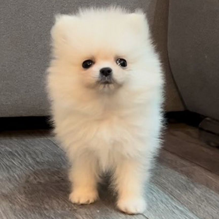 Померанский шпиц, щенок