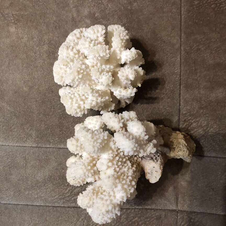 Морские кораллы