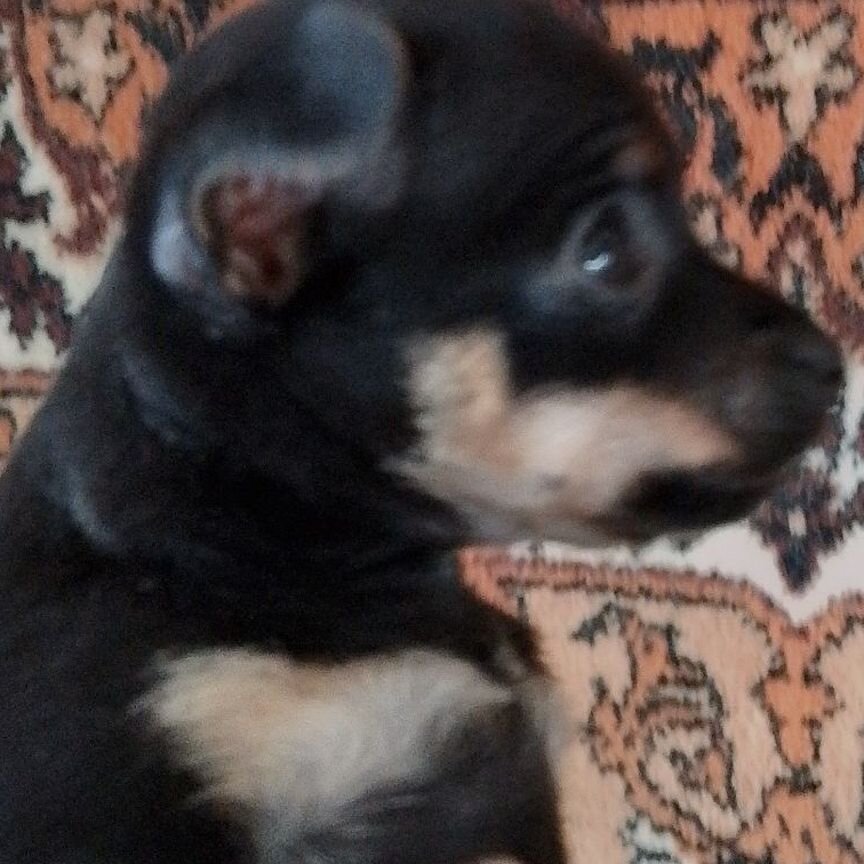 Русский той-терьер, щенок