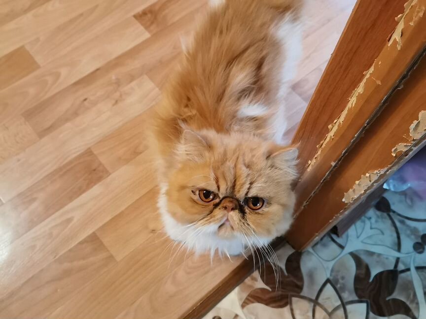 Взрослый перс