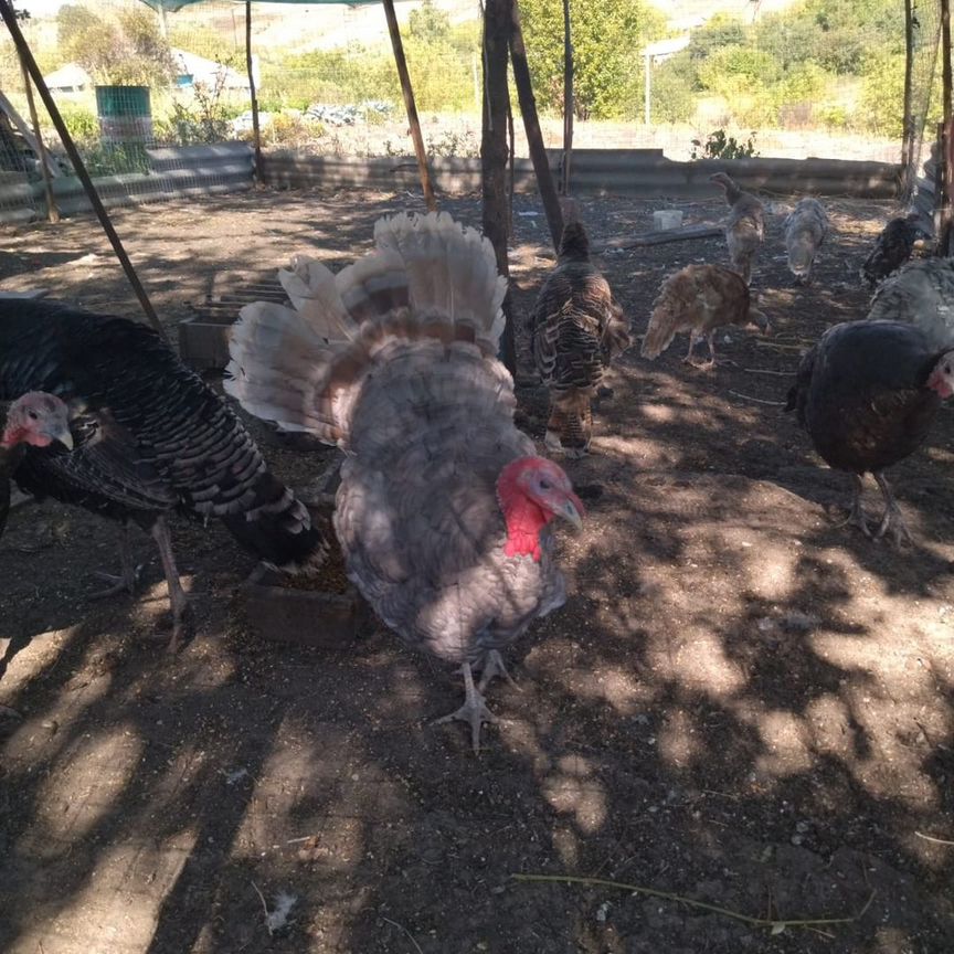 Индюки индюшата