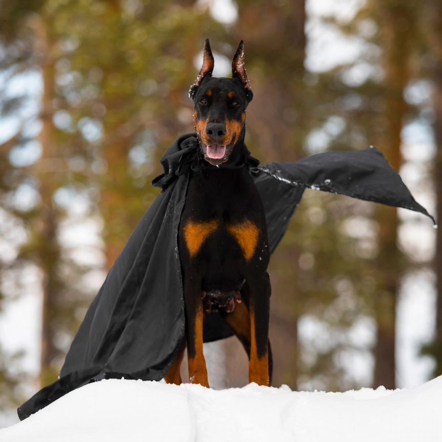 Классные щенки добермана