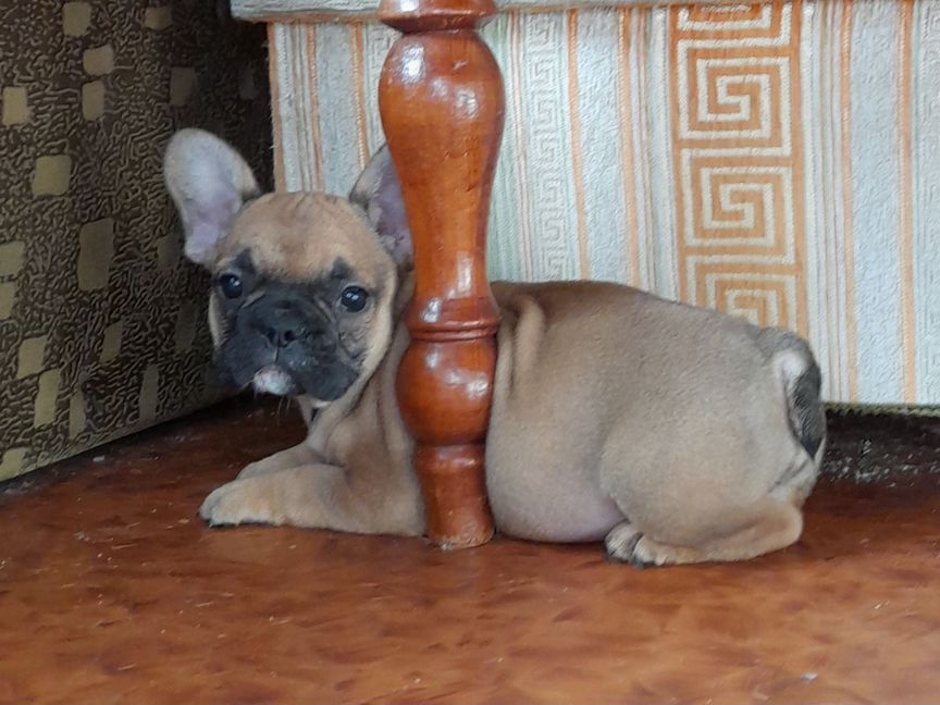 Шикарная рыжуха