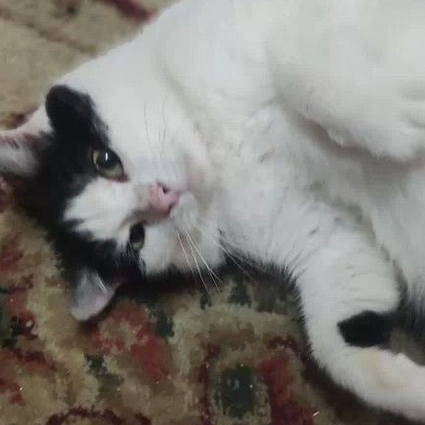 Взрослый кот в добрые руки