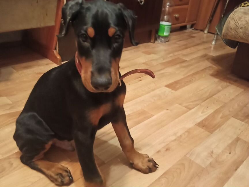 Щенки добермана мальчик