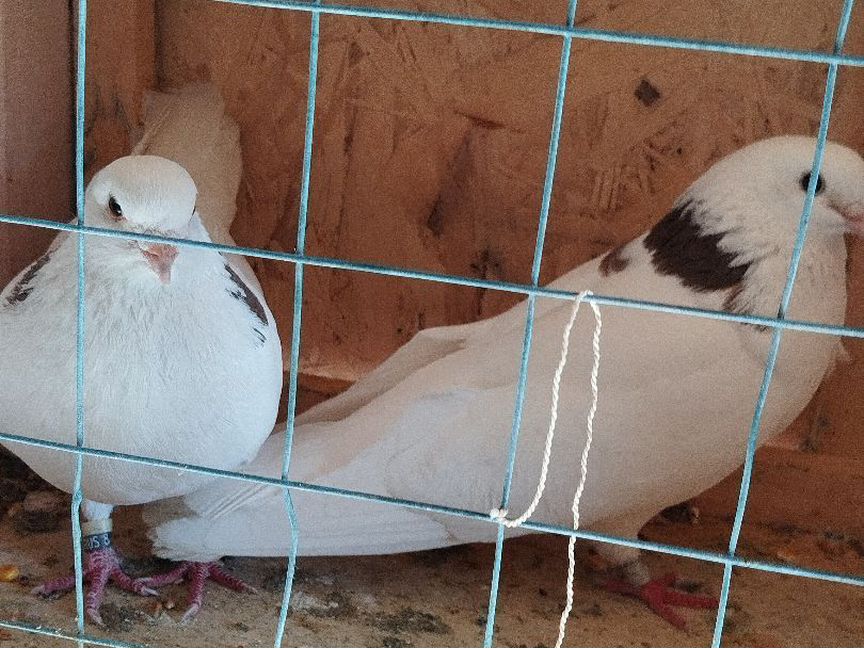 Ижевские голубь