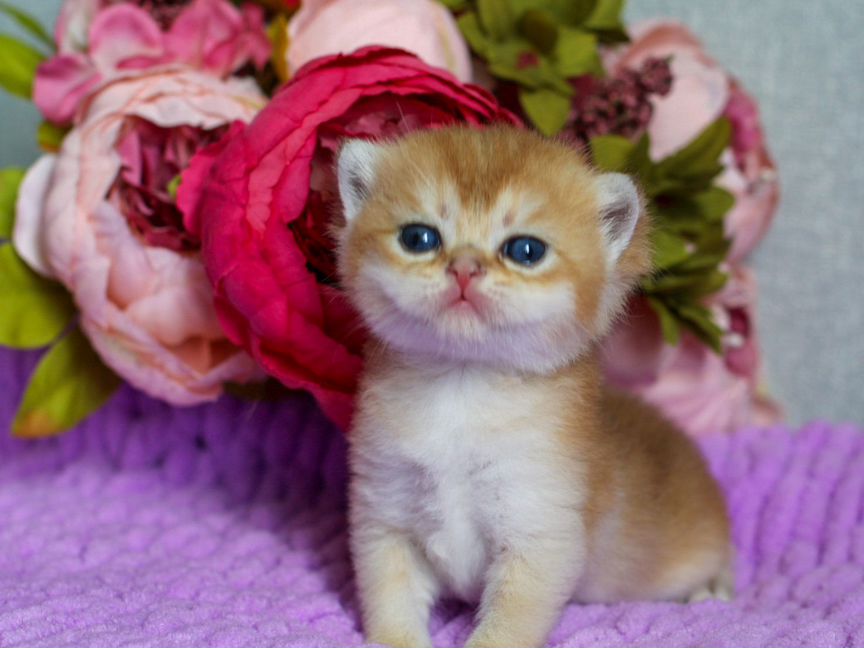 Малышарики золотой шиншиллы