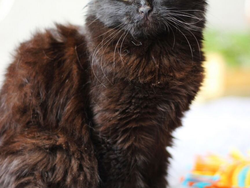 Кошка Мишель
