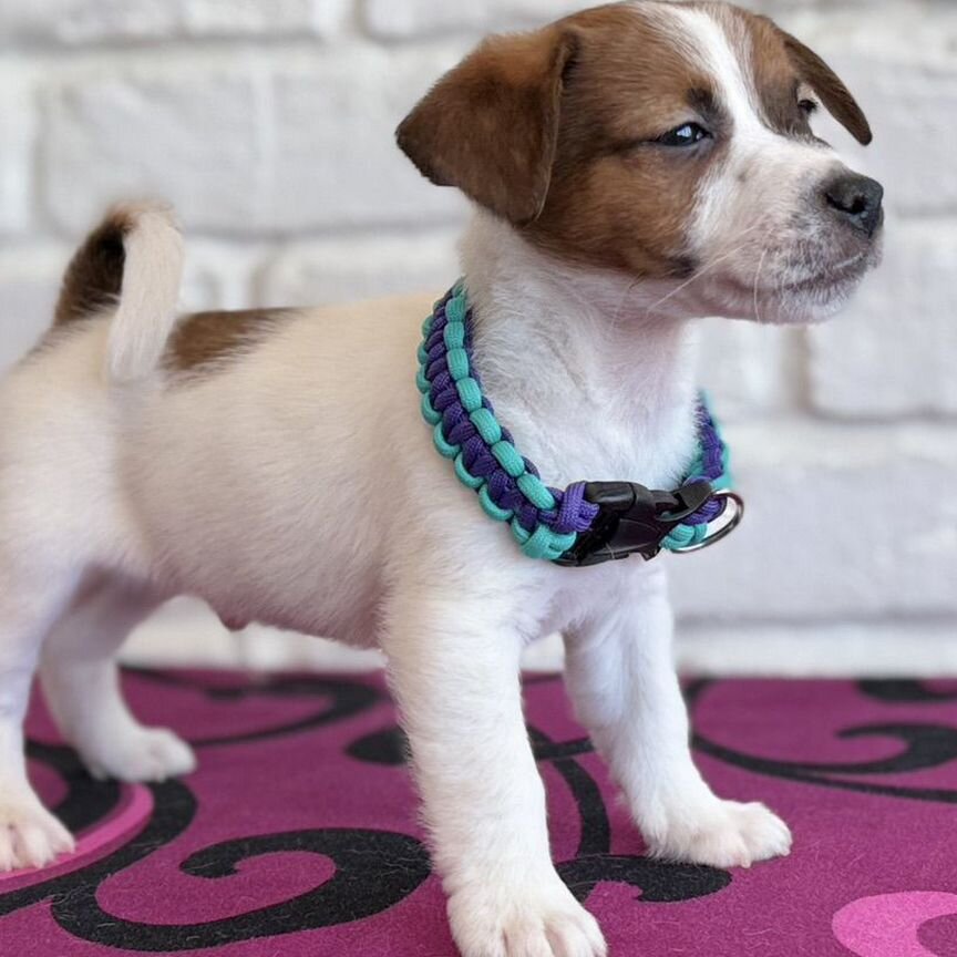 Джек-рассел-терьер, щенок