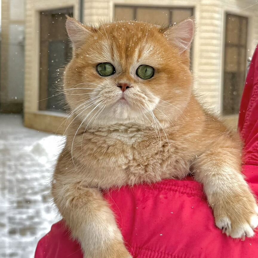 Золотая шиншилла кот