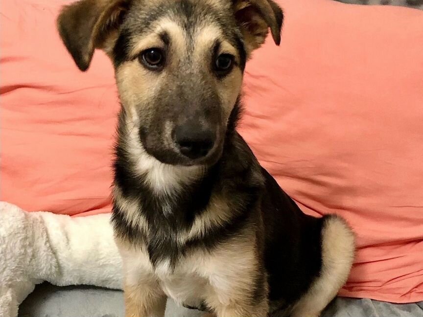 Щенок в добрые руки бесплатно