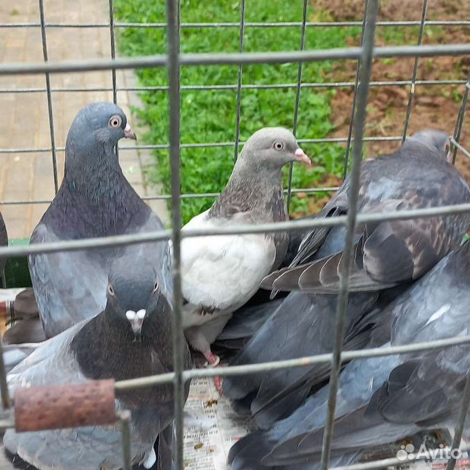 Голуби свердловские