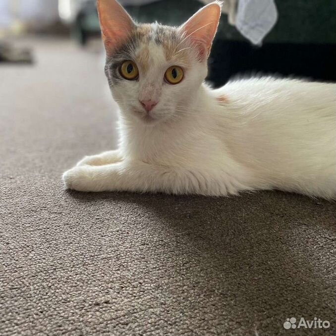 Кошке негде жить