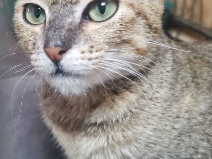 Котик на время