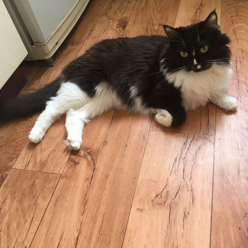 Кошка