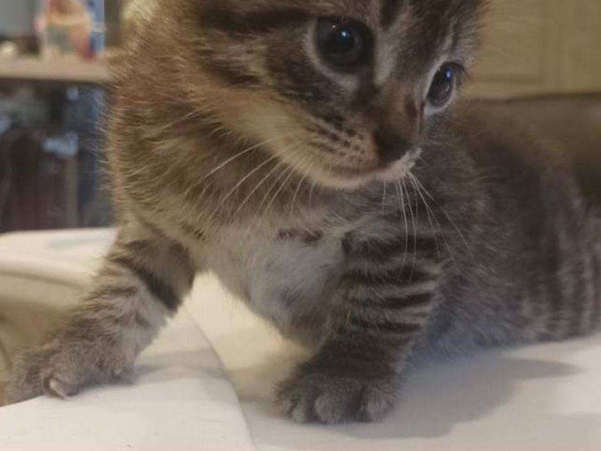 Котик