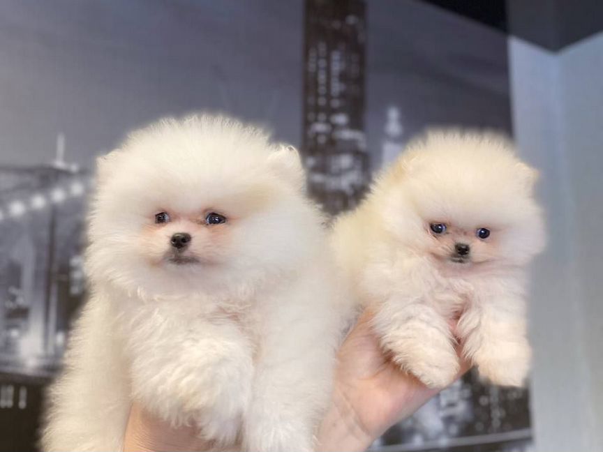 Шпиц братик и сестричка 2 мес