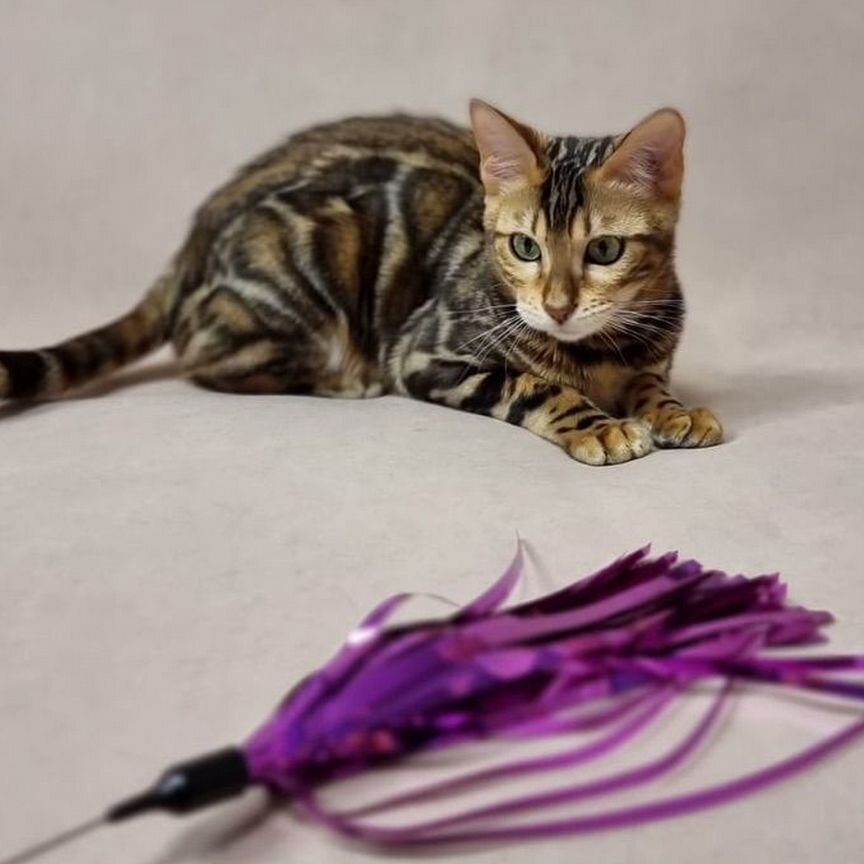 Бенгальская кошка