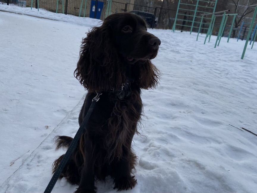 Русский охотничий спаниель вязка