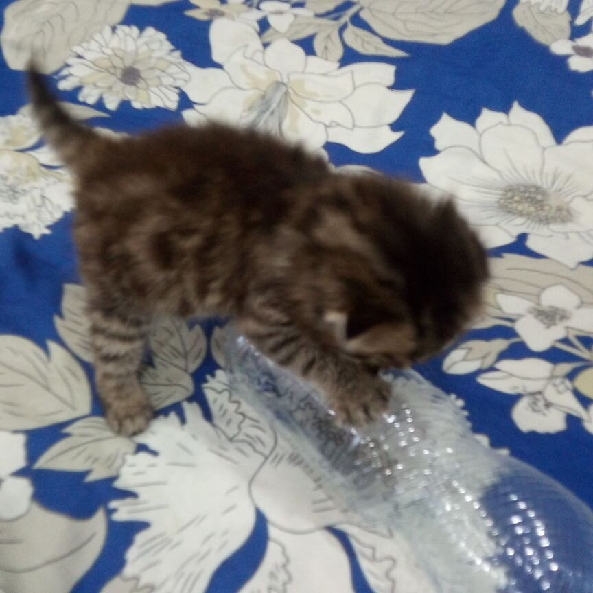 Котята шотландцы