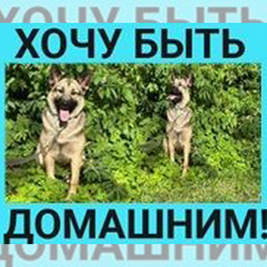 Взрослый пёс в добрые руки