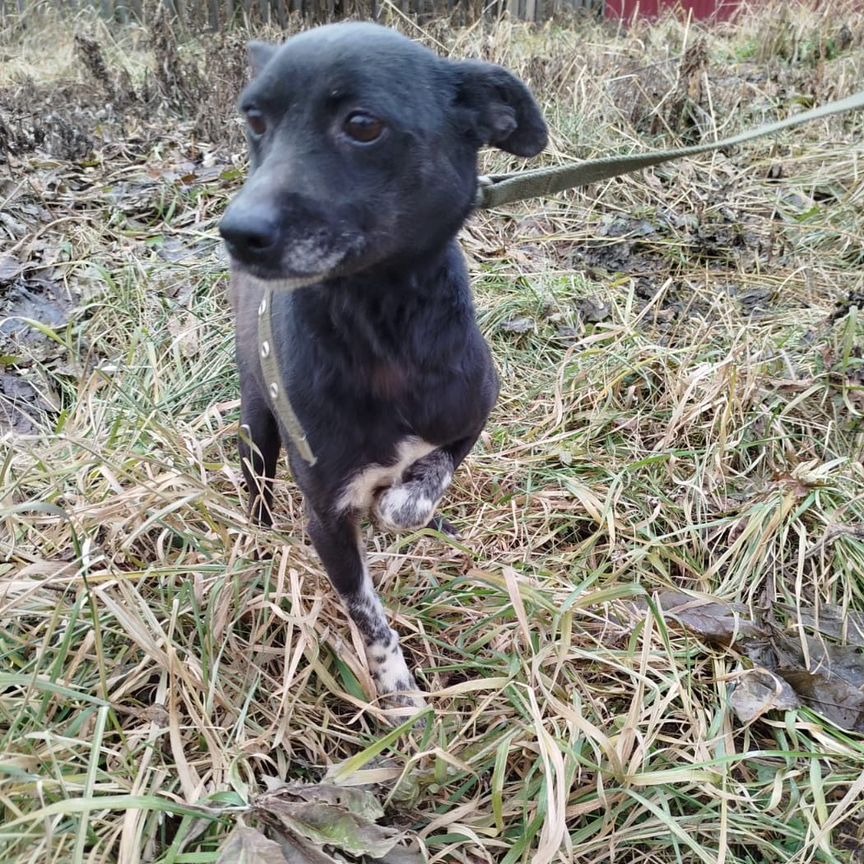 Взрослая собака в добрые руки