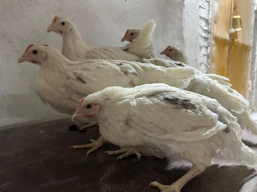 Несушки, куры