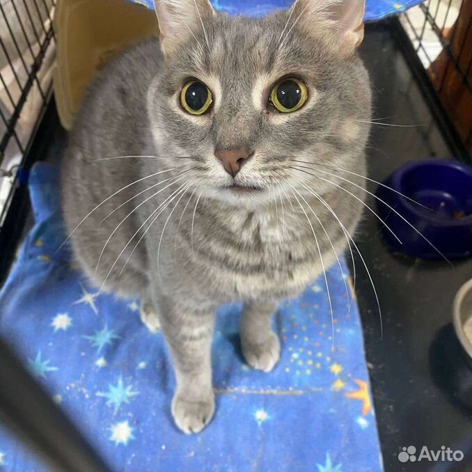 Котик Мишаня