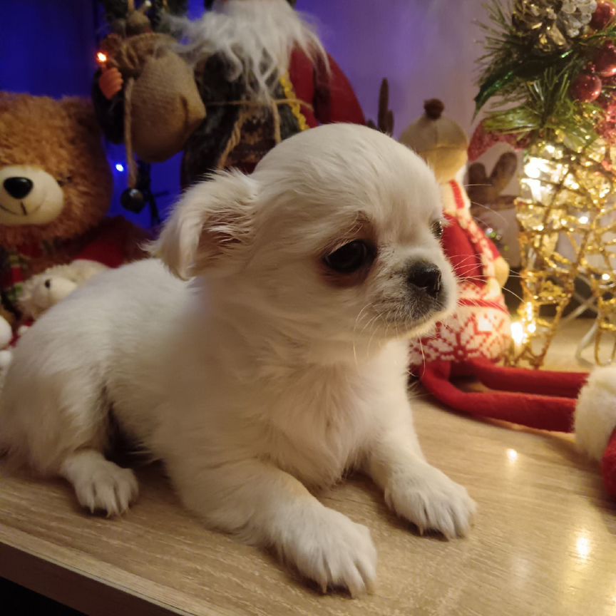 Чихуахуа, щенок