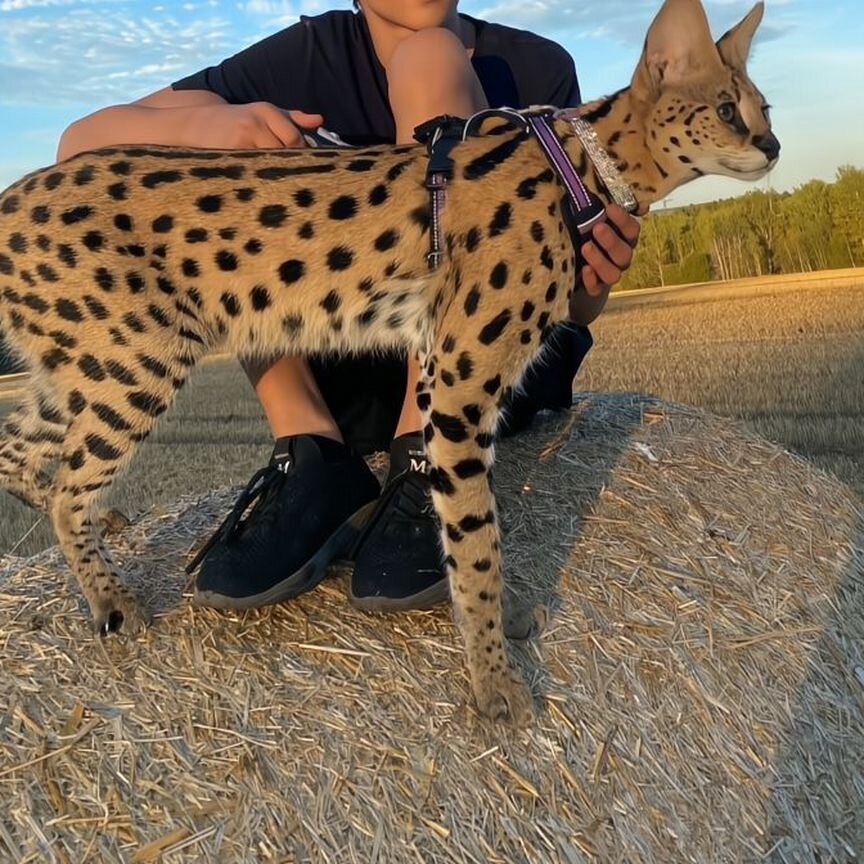 Саванна котёнок