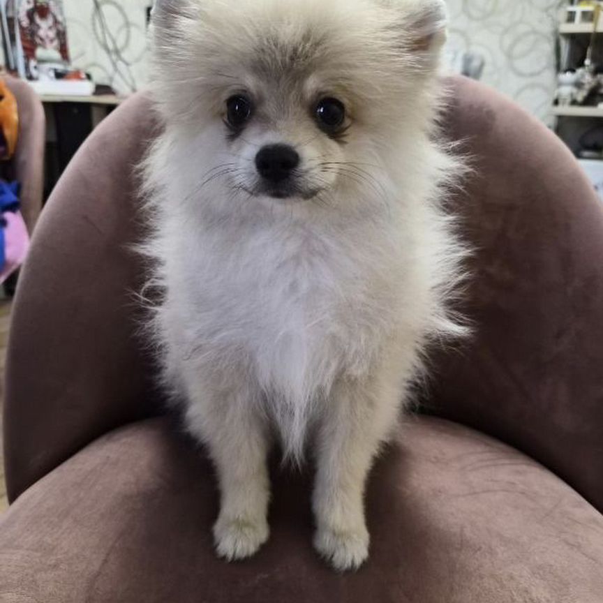 Померанский шпиц, щенок