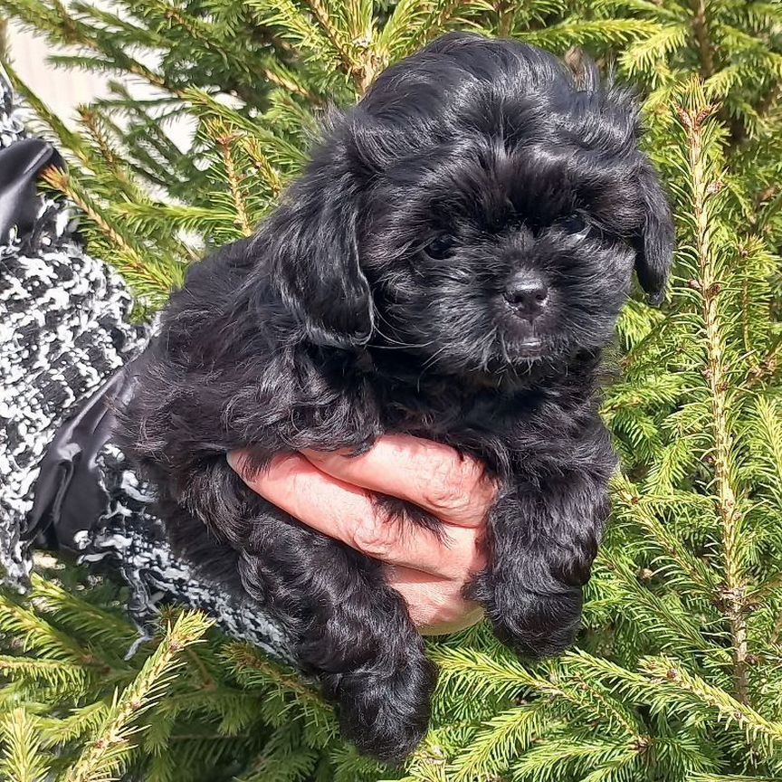 Мальтипу, щенок