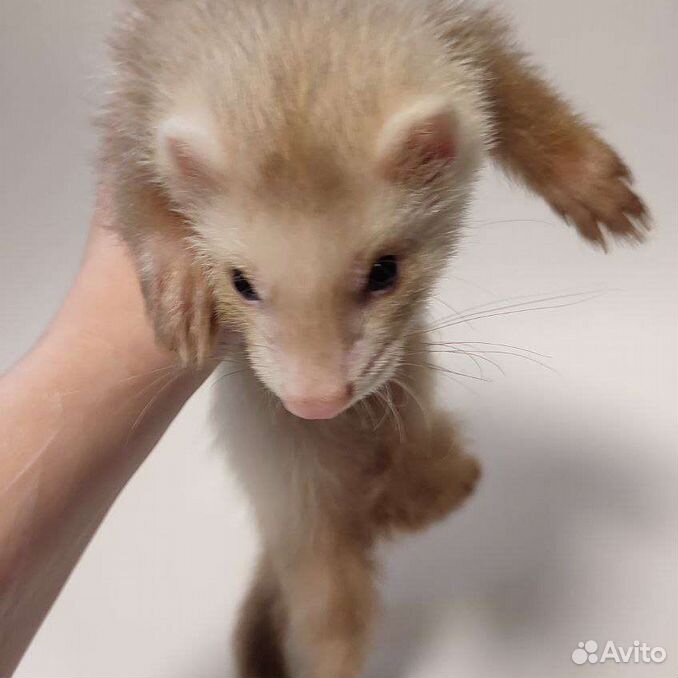 Хорек щенок