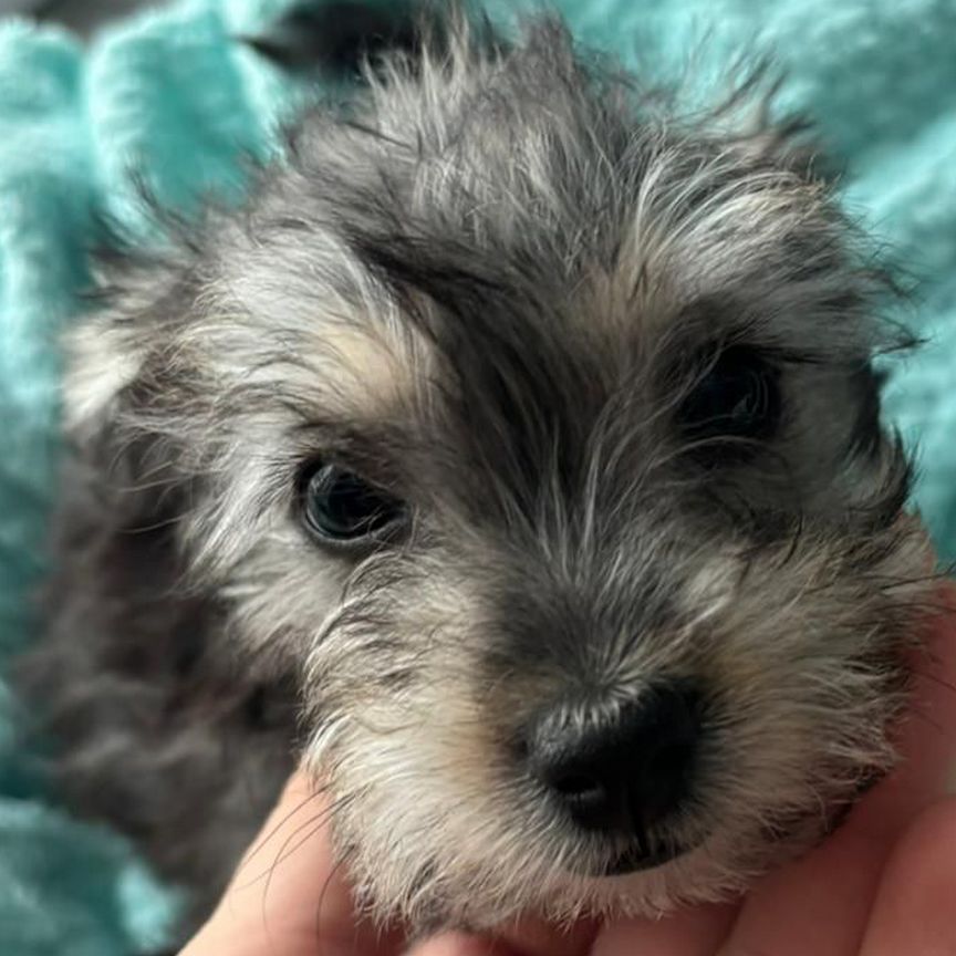 Карликовый пудель, щенок