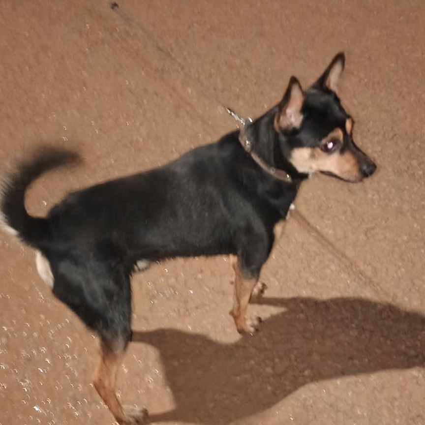 Немецкий пинчер, взрослый пёс