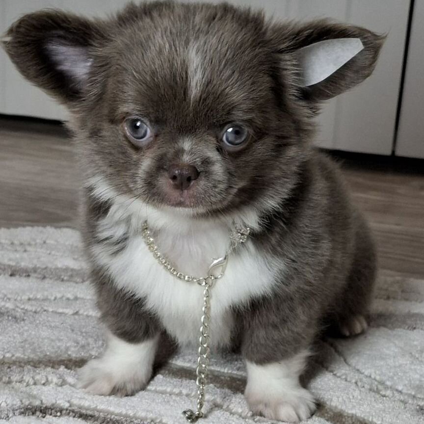 Чихуахуа, щенок