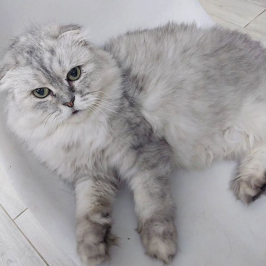 Шотландская вислоухая кошка