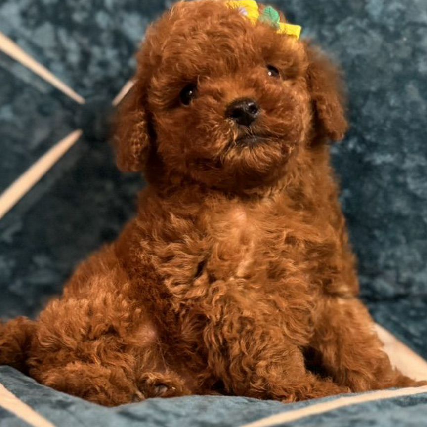 Той-пудель, щенок