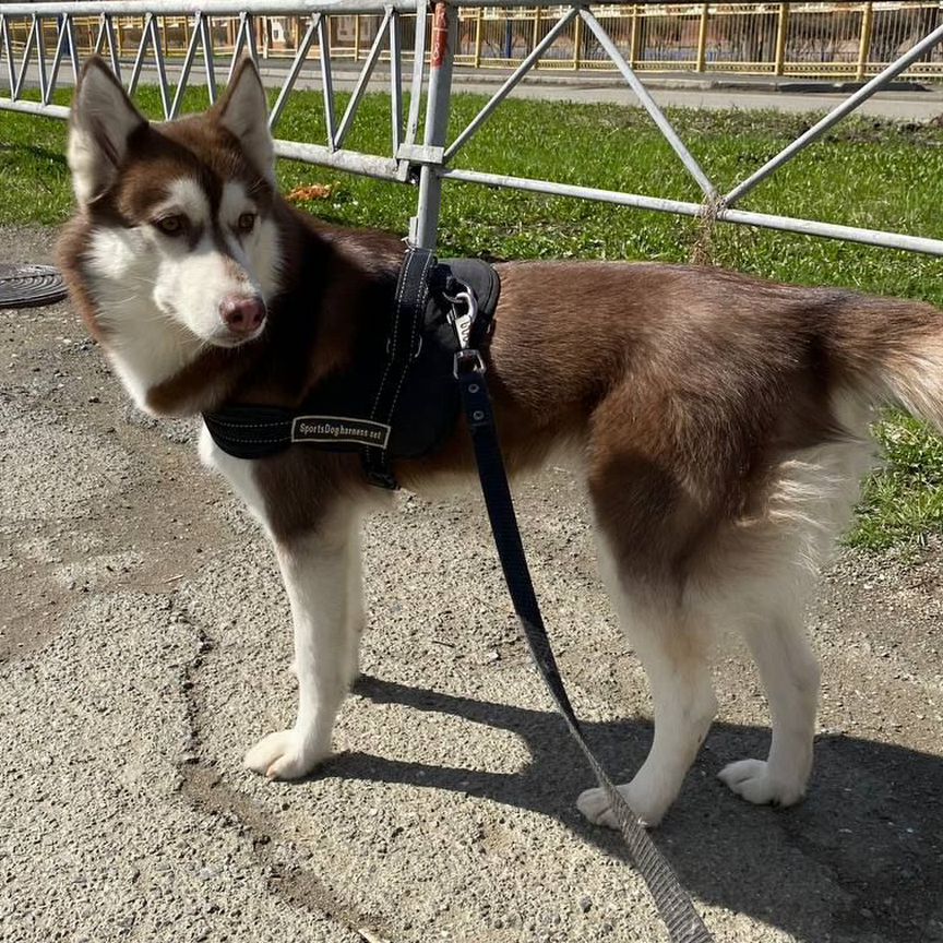 Сибирский хаски, взрослая собака