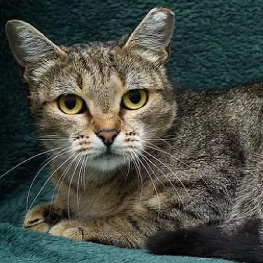 Ищет дом скромная полосатая кошечка Олли